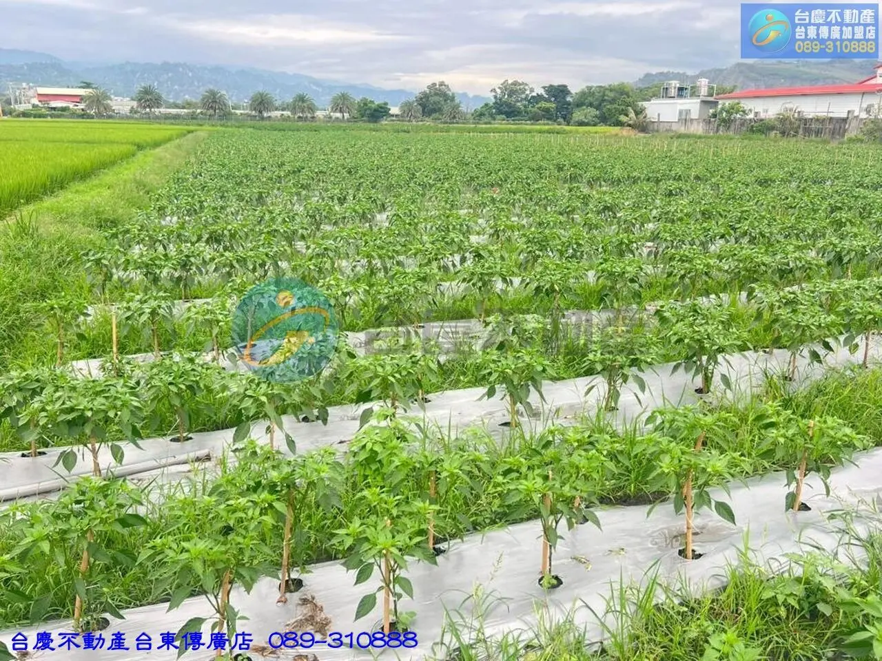 yes319房屋市集-台灣319鄉 一網買進(F498台東大橋旁一般農業區 ~ 總價：4365.00萬 ~ 台東縣台東市永和段)